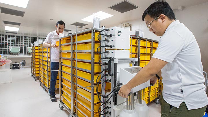 Challenge | How Singapore Produces Wolbachia-Aedes Mosquitoes